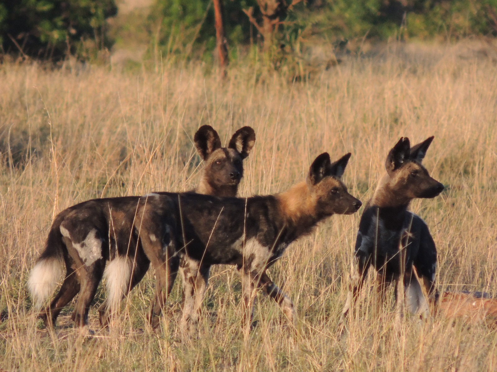 Ruaha National Park – Paneta Safari